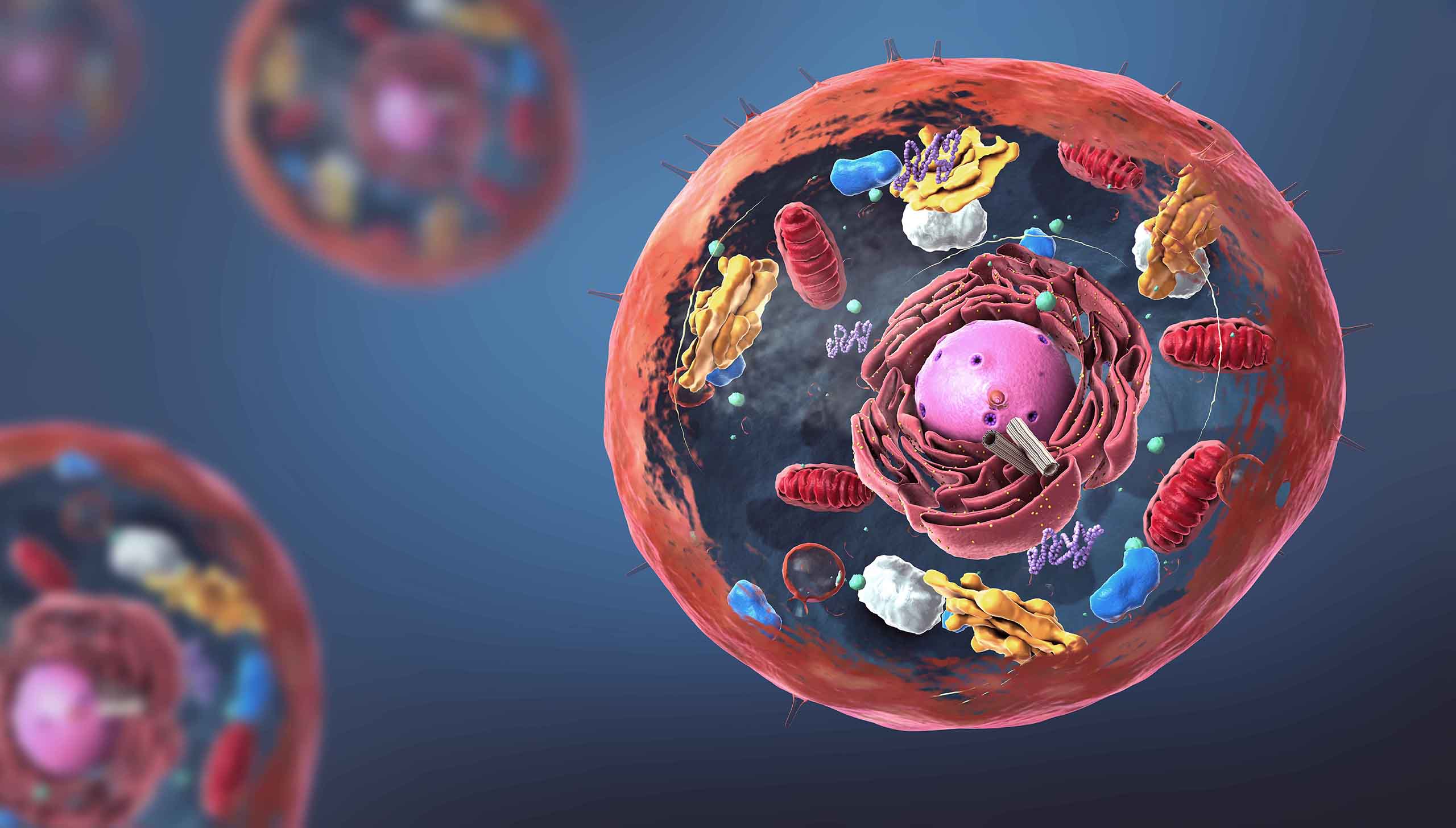 Cell Structure Scienceaid Cell Structure Scienceaid